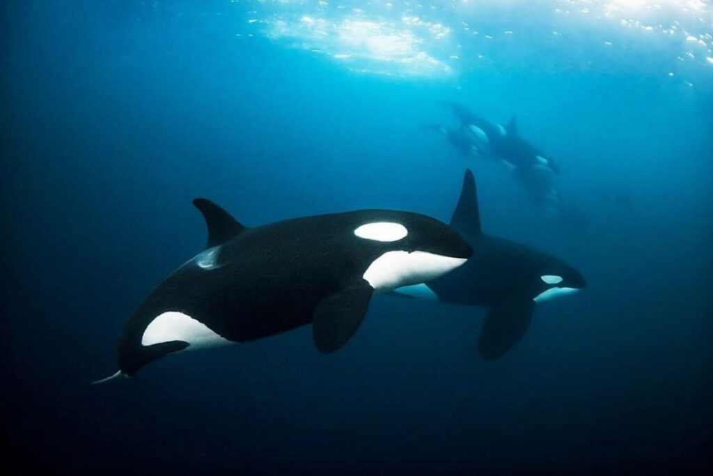 L’orque de Norvège, son mode de vie et sa communication