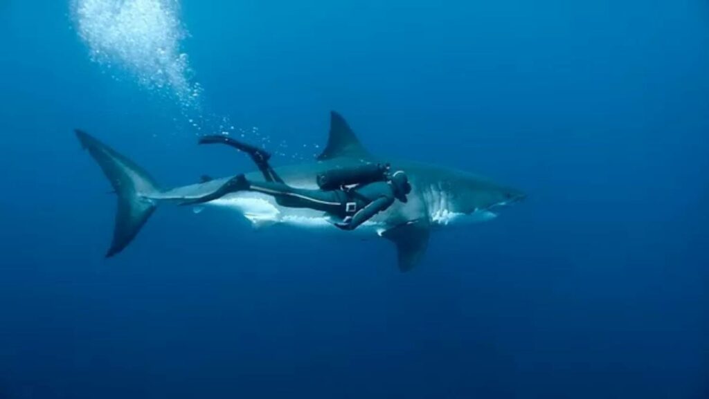 Au nom des requins de François Sarano