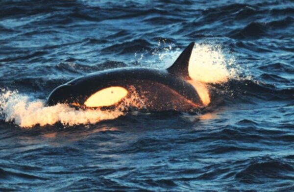 À la rencontre de l’orque type B