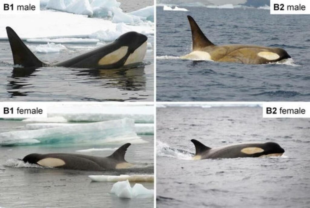 À la rencontre de l’orque type B