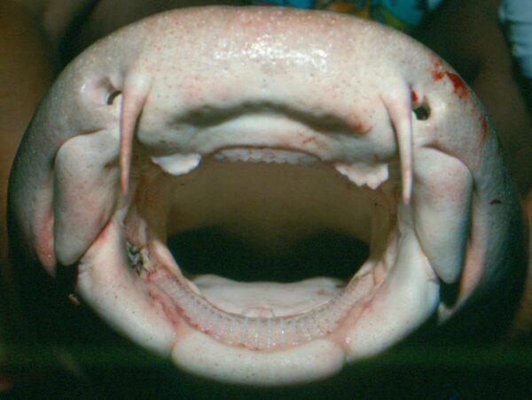 Requin nourrice, Ginglymostoma cirratum