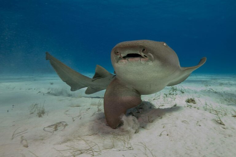Requin nourrice, Ginglymostoma cirratum