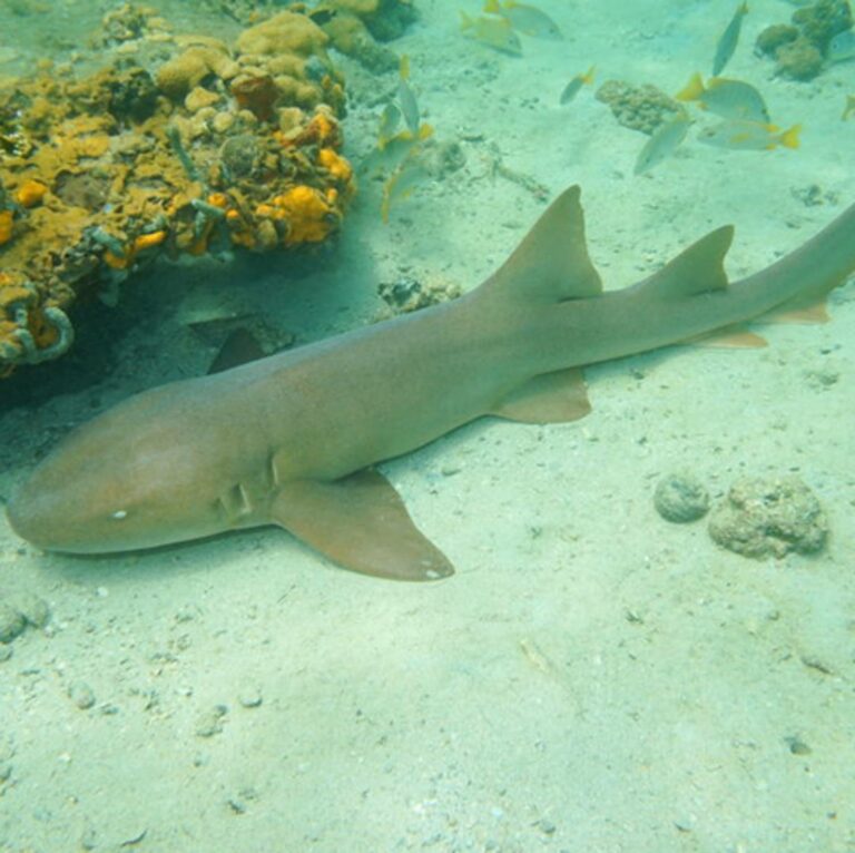 Requin nourrice, Ginglymostoma cirratum