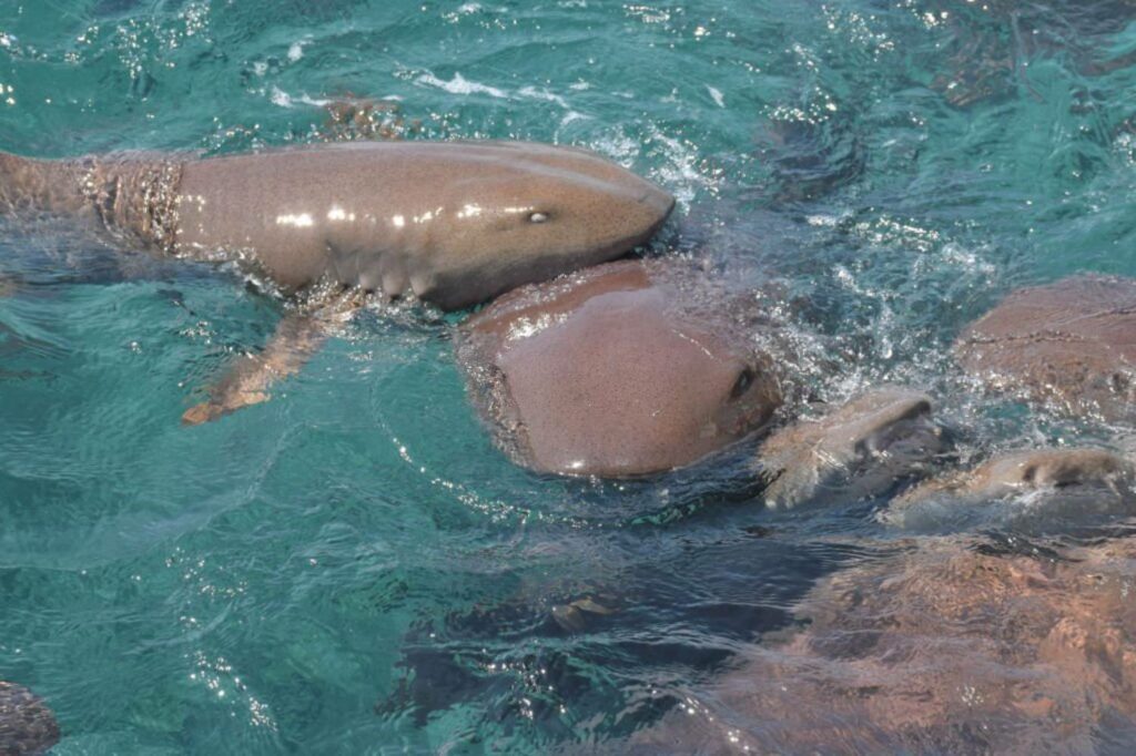 Requin nourrice, Ginglymostoma cirratum