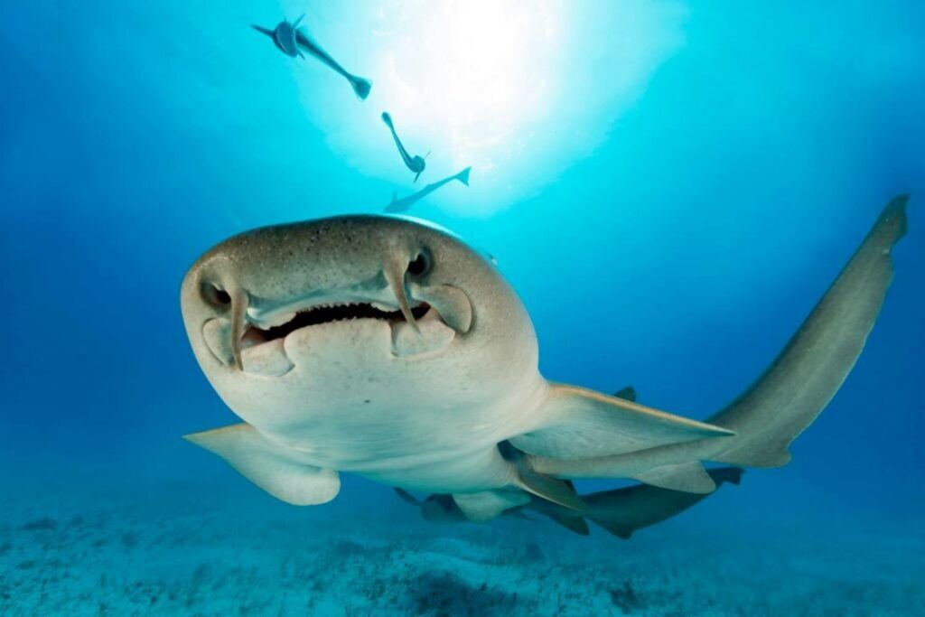 Requin nourrice, Ginglymostoma cirratum