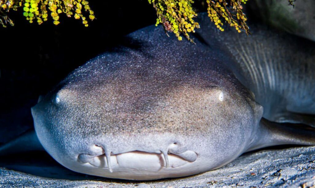 Requin nourrice, Ginglymostoma cirratum