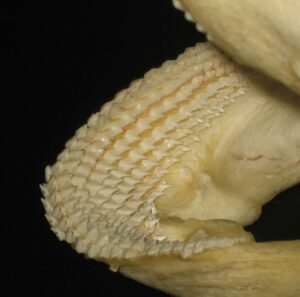 Requin nourrice, Ginglymostoma cirratum