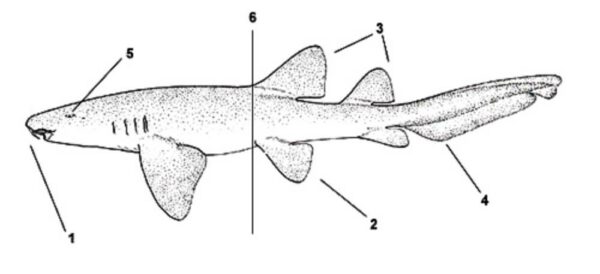 Requin nourrice, Ginglymostoma cirratum