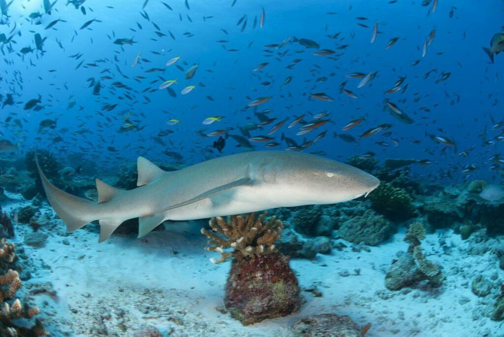 Requin nourrice, Ginglymostoma cirratum