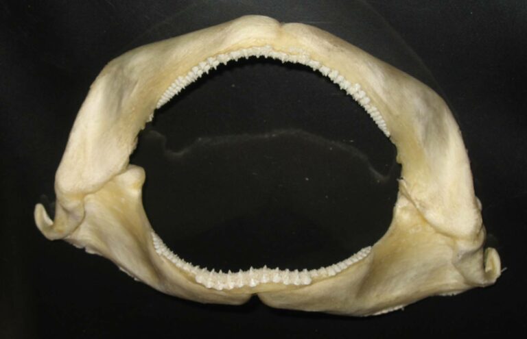 Requin nourrice, Ginglymostoma cirratum