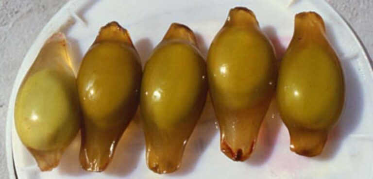 Requin nourrice, Ginglymostoma cirratum