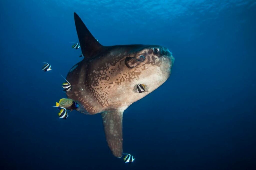 Le poisson lune : un mets de choix pour certaines orques