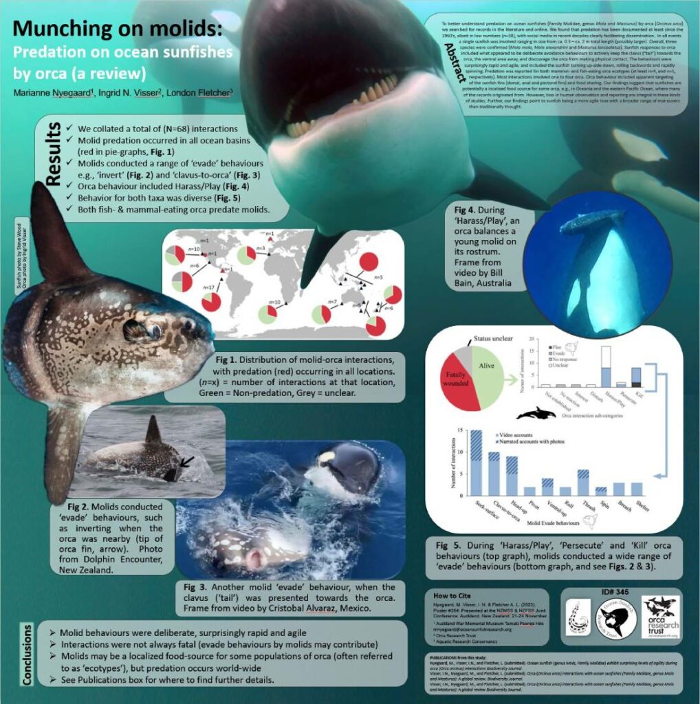 Le poisson lune : un mets de choix pour certaines orques