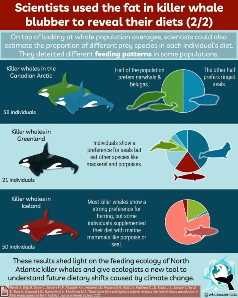 Spécificités alimentaires des orques de l’Atlantique Nord