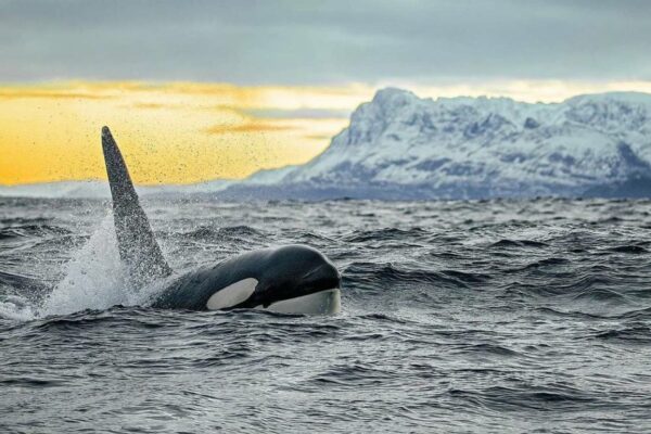 Spécificités alimentaires des orques de l’Atlantique Nord