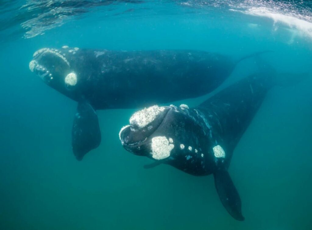 Baleine franche australe - Eubalaena australis