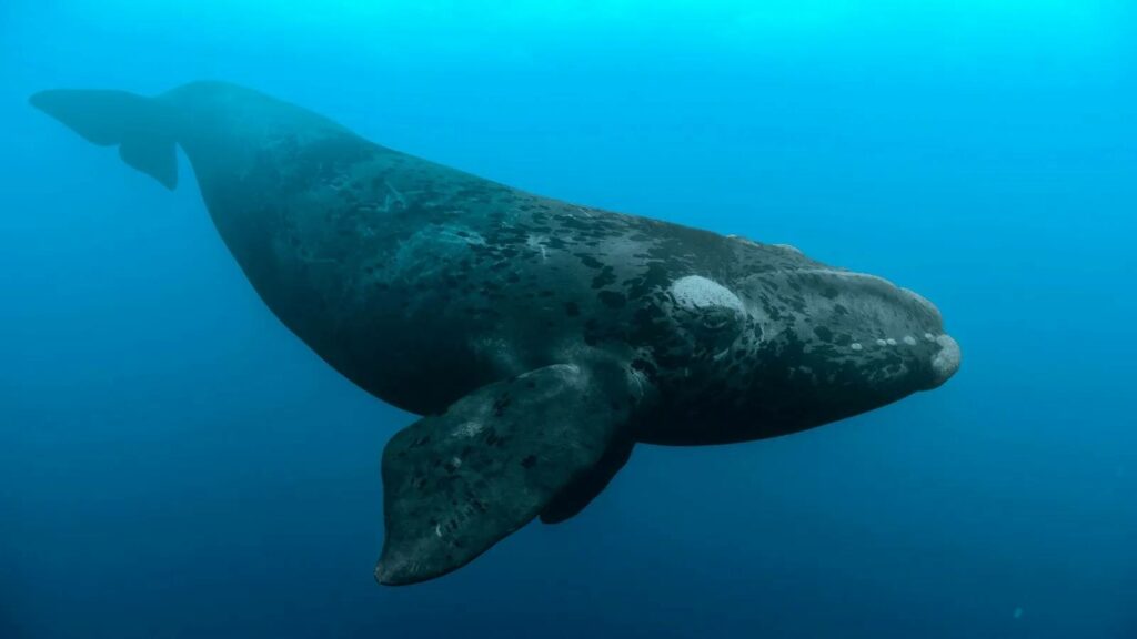 Baleine franche australe - Eubalaena australis