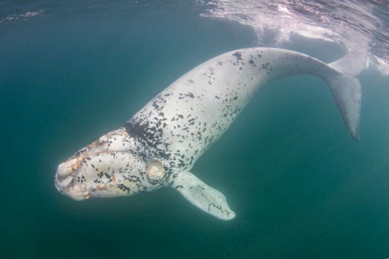 Baleine franche australe - Eubalaena australis
