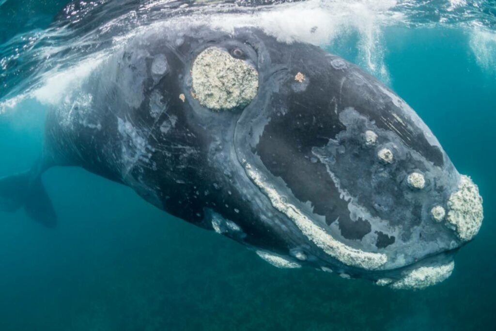 Baleine franche australe - Eubalaena australis