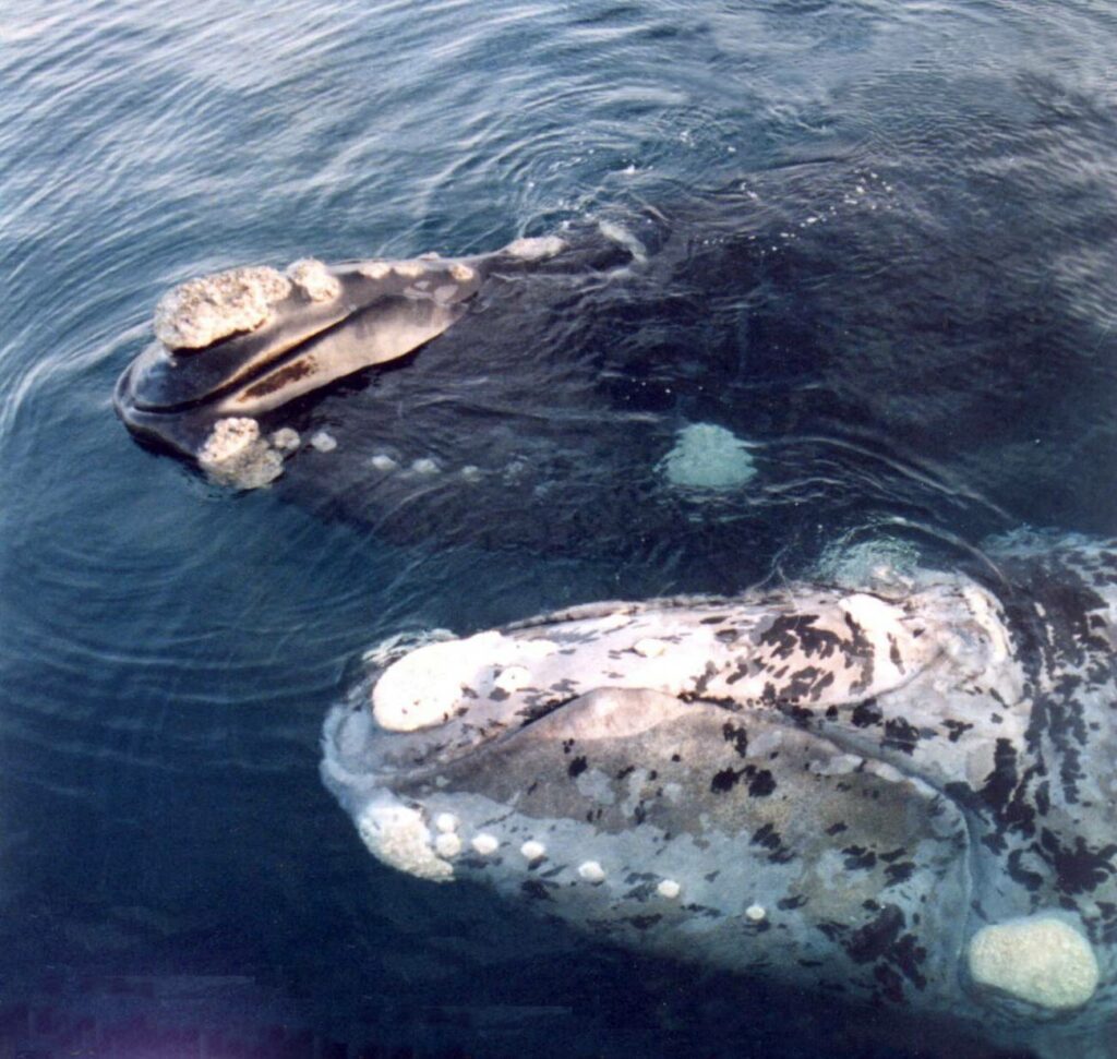 Baleine franche australe - Eubalaena australis