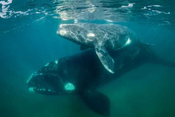 Baleine franche australe - Eubalaena australis