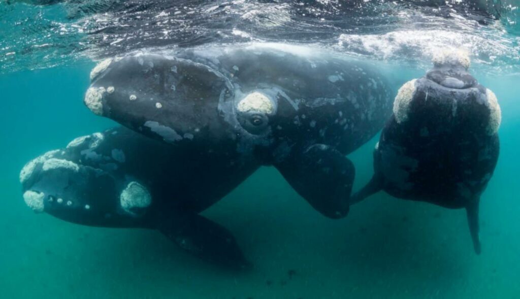 Baleine franche australe - Eubalaena australis