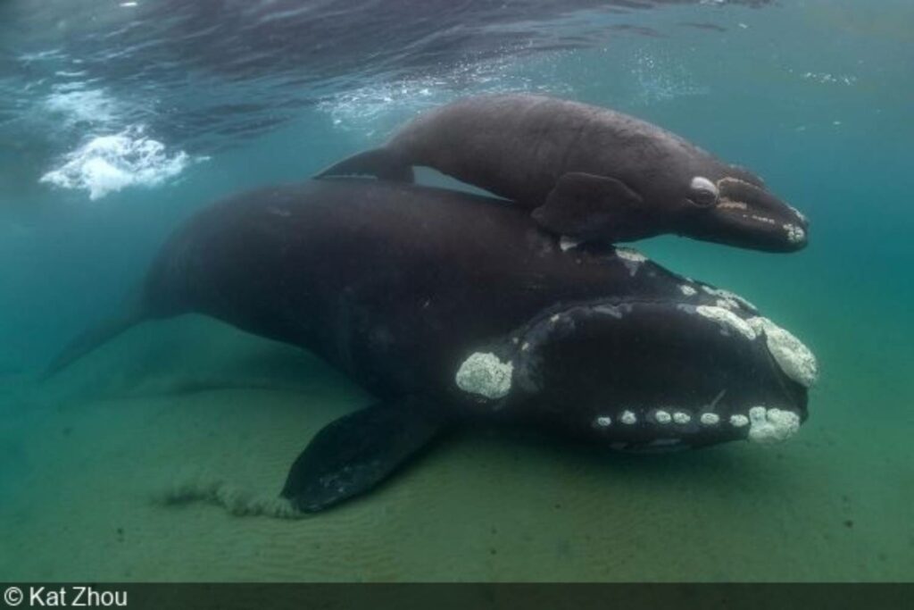 Baleine franche australe - Eubalaena australis