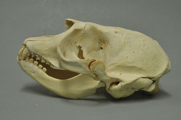 Phoque à capuchon, tout savoir sur Cystophora cristata