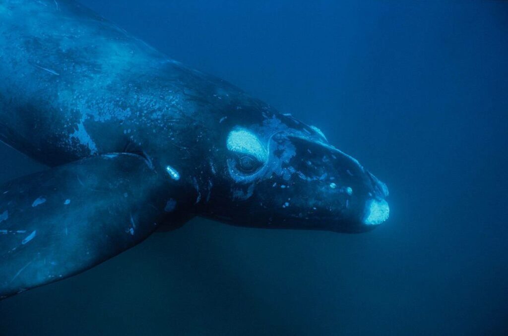 Baleine franche australe - Eubalaena australis