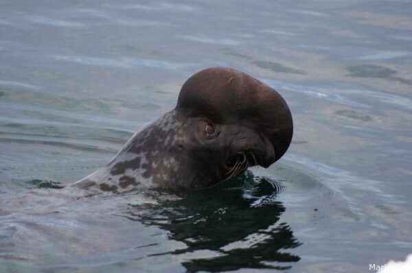 Phoque à capuchon, tout savoir sur Cystophora cristata
