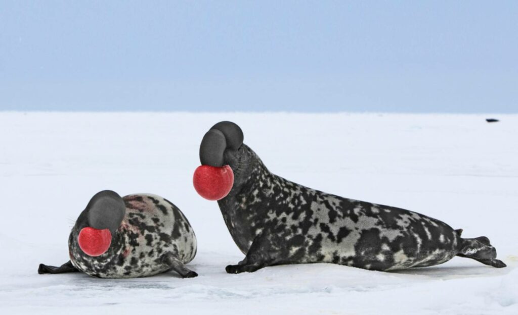 Phoque à capuchon, tout savoir sur Cystophora cristata