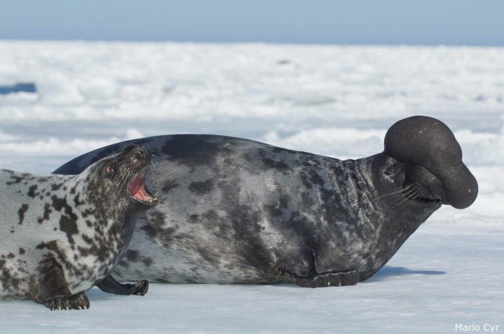 Phoque à capuchon, tout savoir sur Cystophora cristata