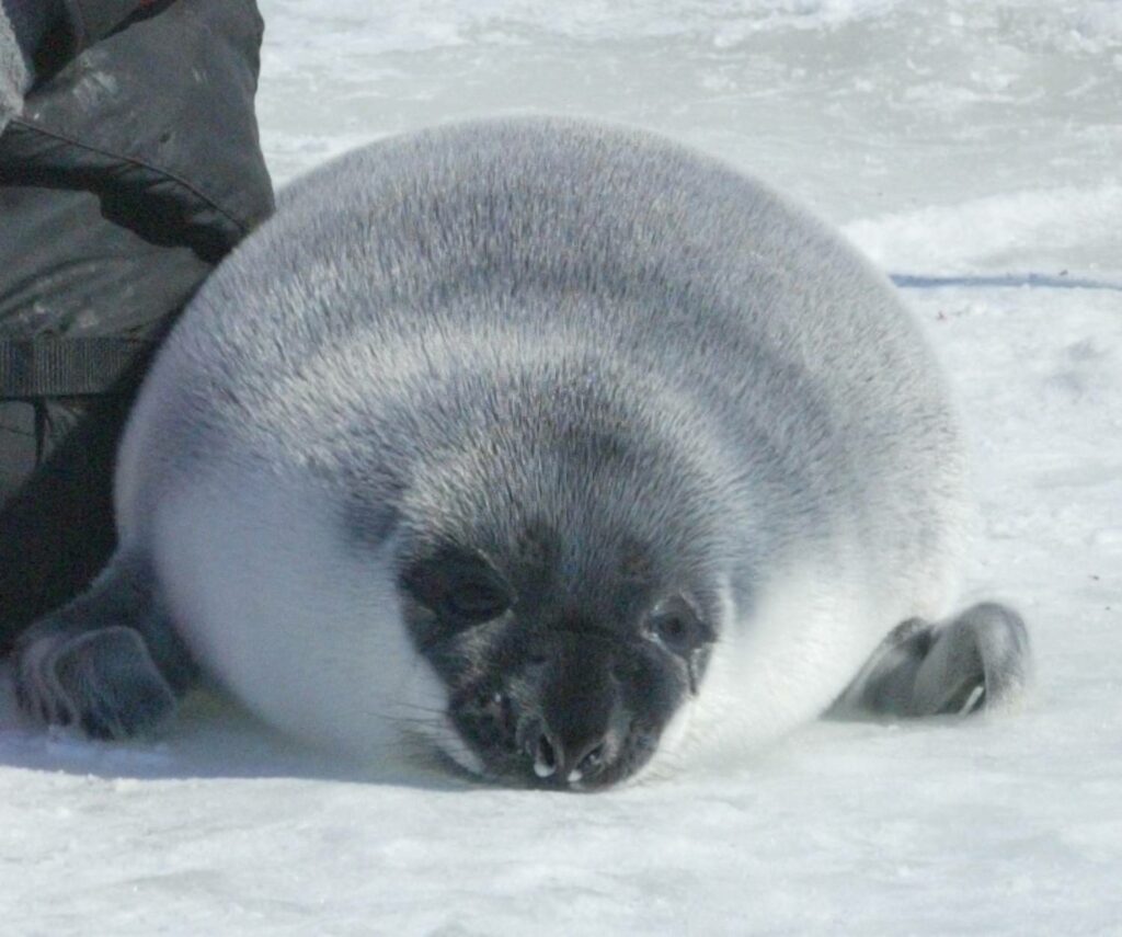 Phoque à capuchon, tout savoir sur Cystophora cristata