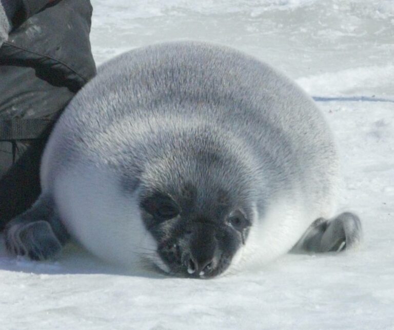 Phoque à capuchon, tout savoir sur Cystophora cristata