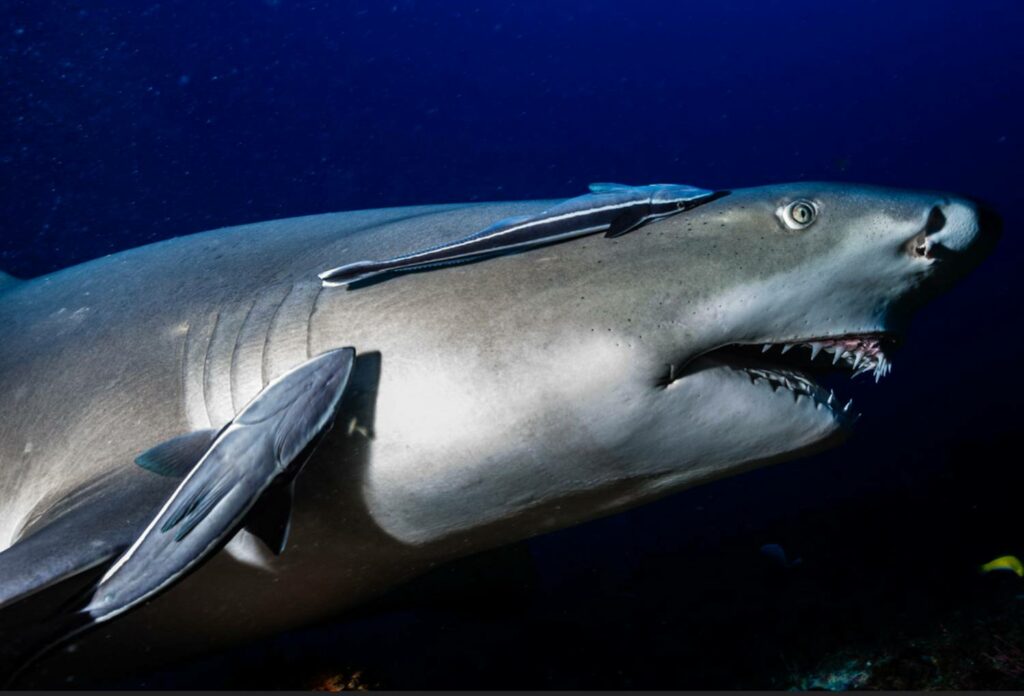 Vidéo de requin : Snooty, le requin citron souriant