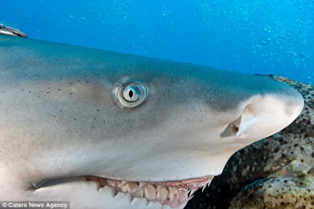 Vidéo de requin : Snooty, le requin citron souriant
