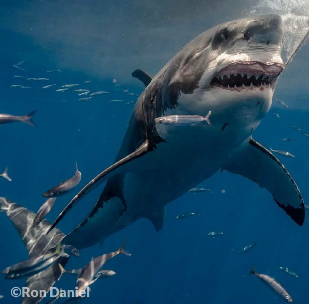 Les requins blancs seraient plus sociables qu’on le suppose