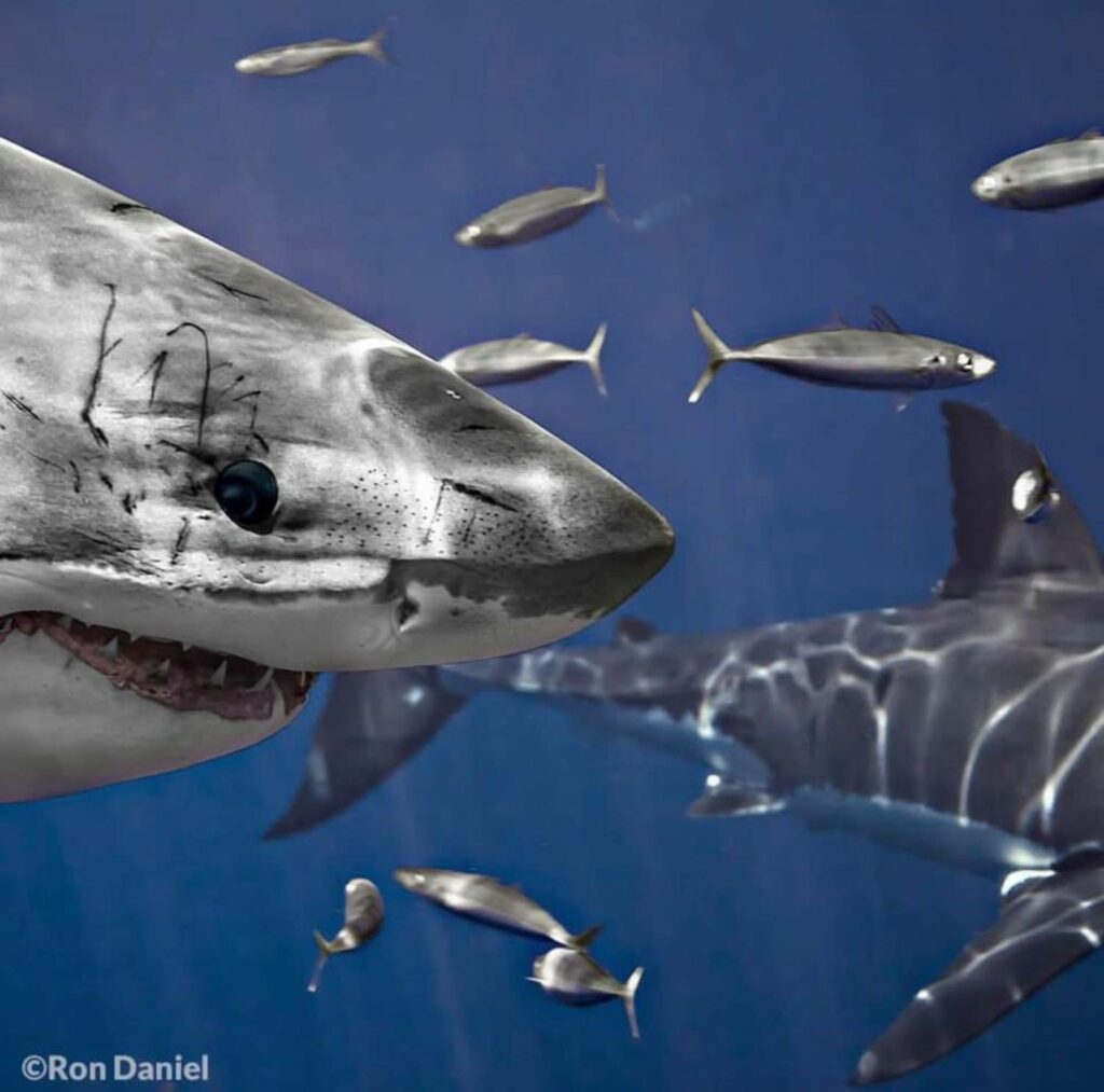 Les requins blancs seraient plus sociables qu’on le suppose