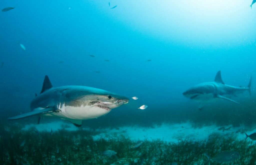 Grand Requin Blanc