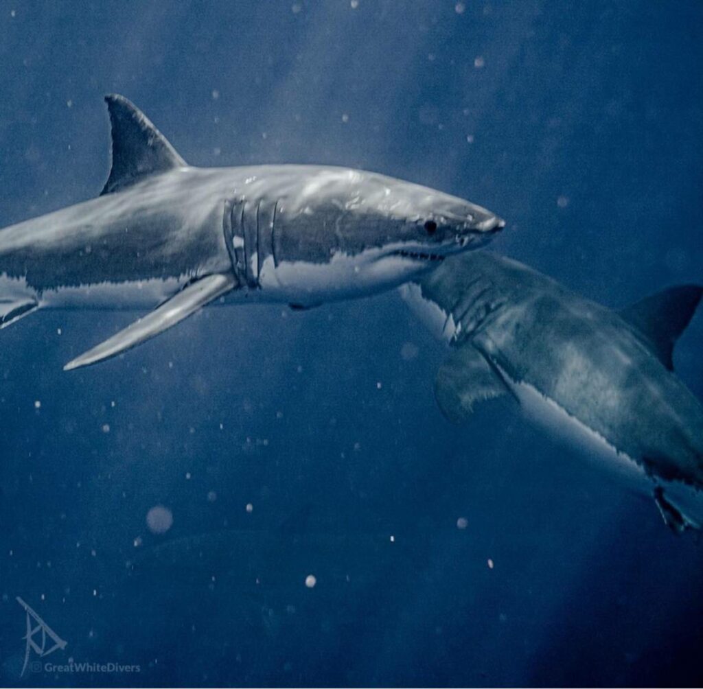 Les requins blancs seraient plus sociables qu’on le suppose