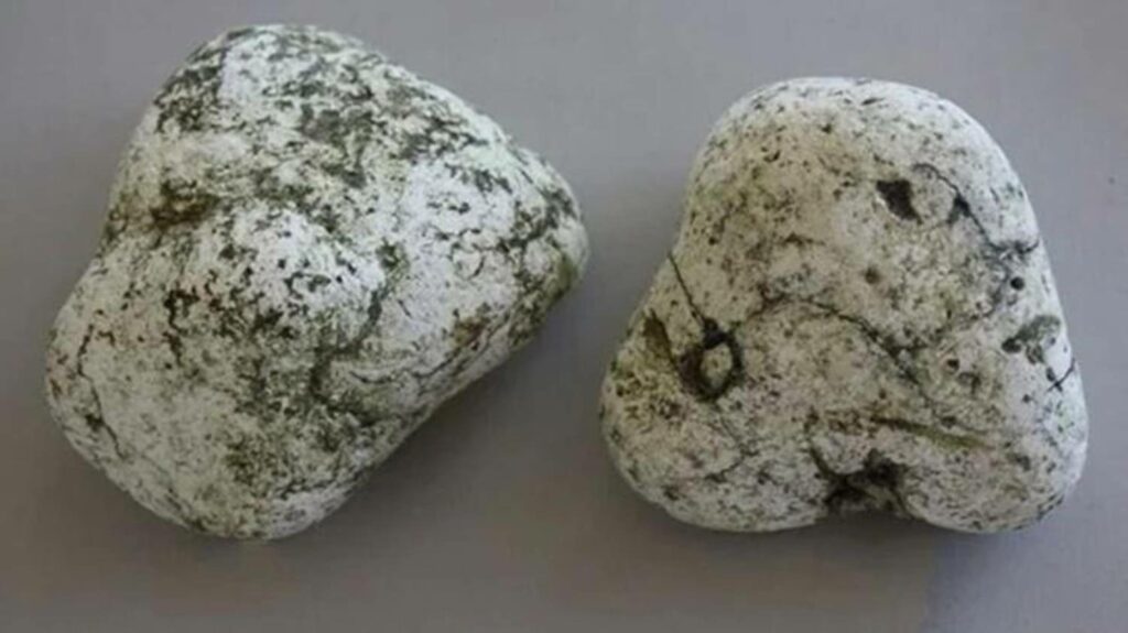 Tout savoir sur l’ambre gris du cachalot