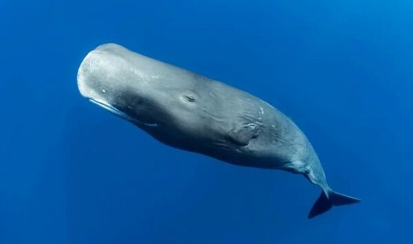 Tout savoir sur l’ambre gris du cachalot