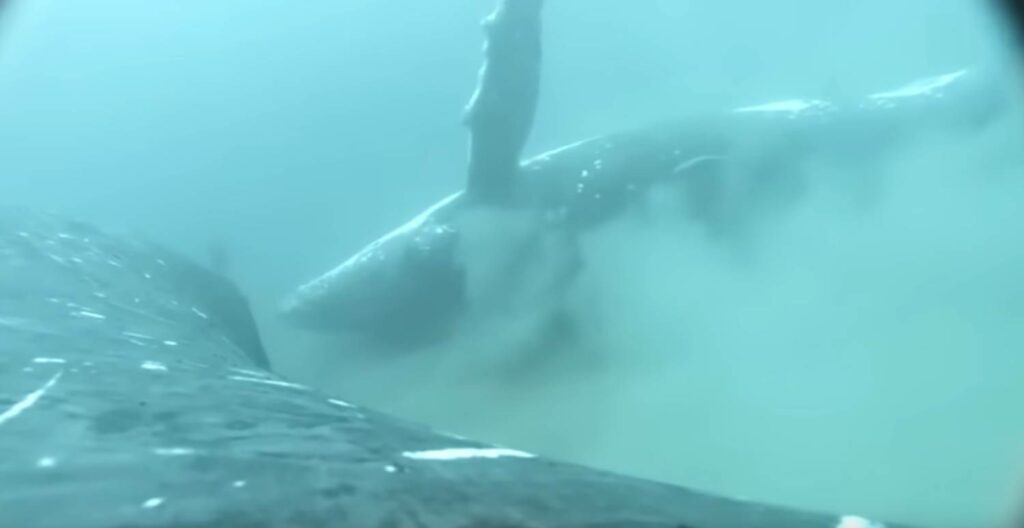 Les petits secrets de la reproduction baleine à bosse