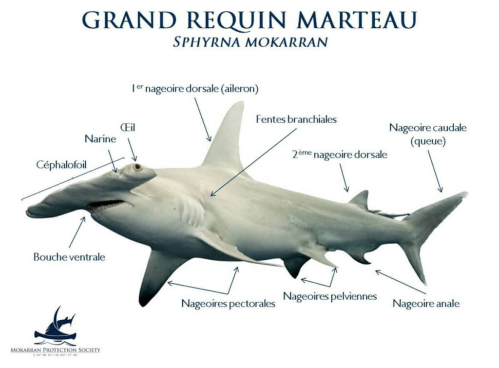 Grand requin-marteau - Sphyrna mokarran