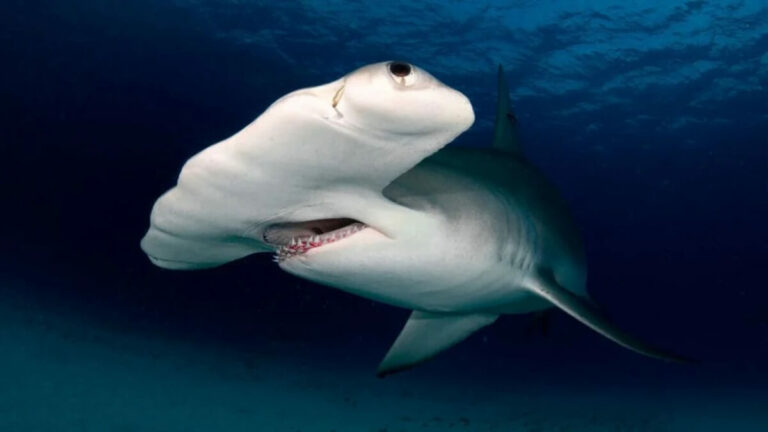 Grand requin-marteau - Sphyrna mokarran