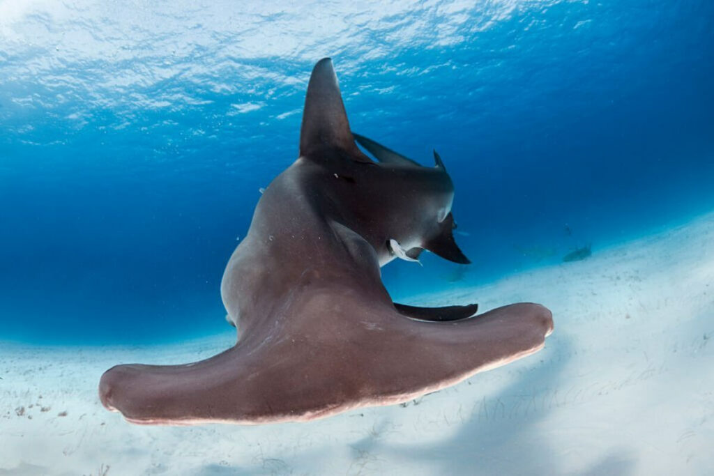 Grand requin-marteau - Sphyrna mokarran