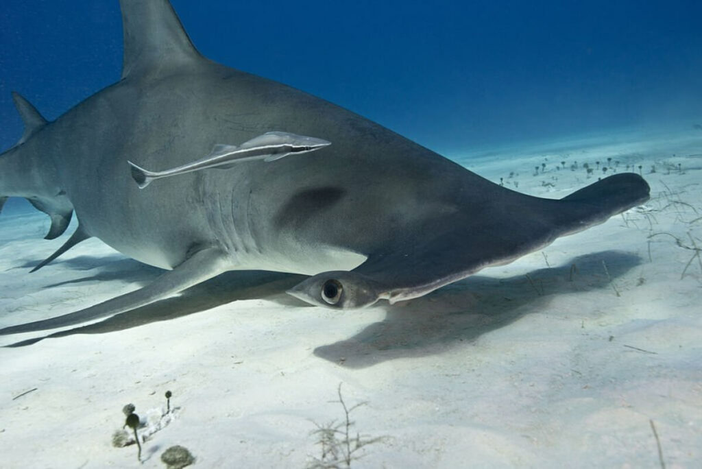 Grand requin-marteau - Sphyrna mokarran