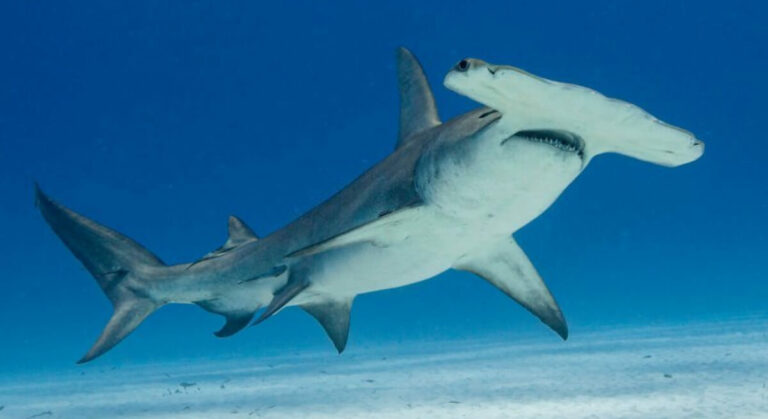 Grand requin-marteau - Sphyrna mokarran