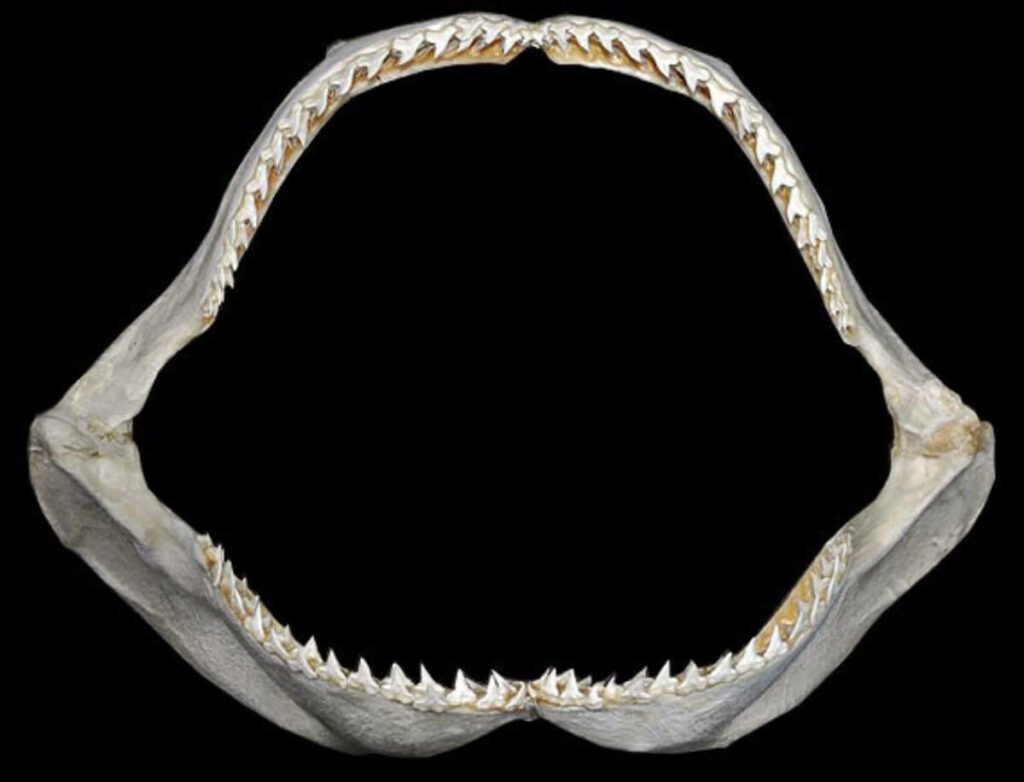 Grand requin-marteau - Sphyrna mokarran