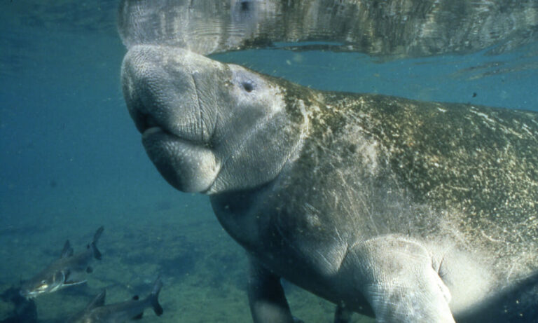 Lamantin des Caraïbes - Trichechus manatus